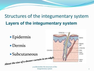 Structures of the Integumentary System | PPTX