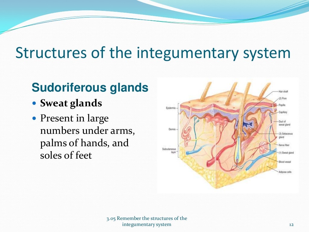 Structures of the Integumentary System
