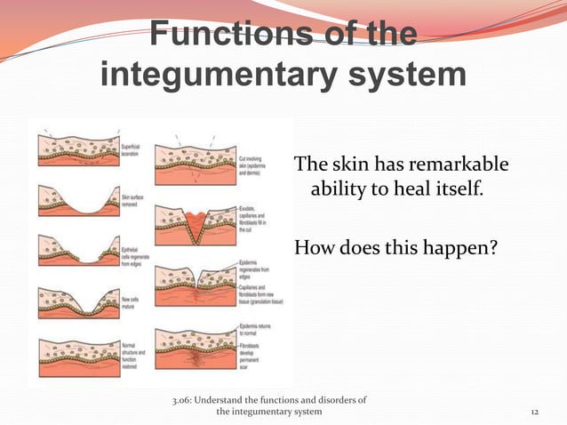 Functions and disorders of the Integumentary System | PPTX | Skin and ...