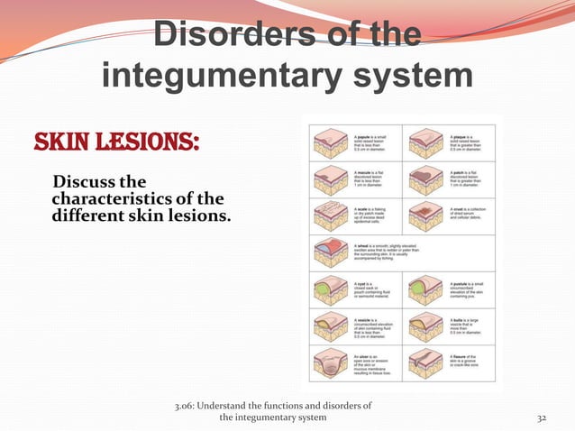 Functions and disorders of the Integumentary System | PPTX | Skin and ...