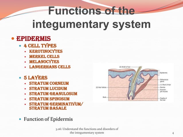 Functions and disorders of the Integumentary System | PPTX | Skin and ...