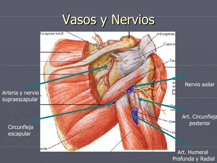 anatomia de brazo y hombro
