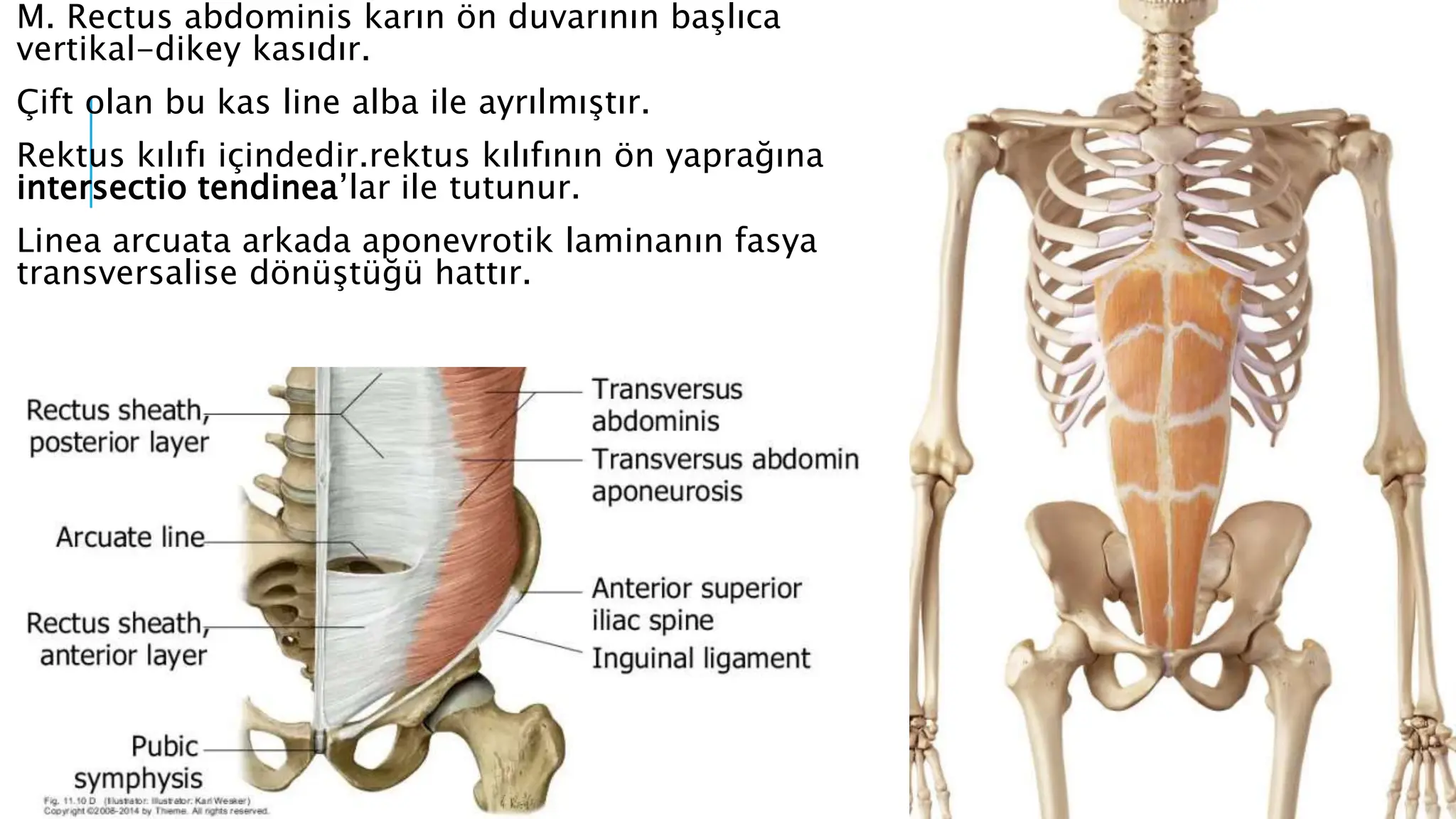 3-1-karın duvarı.pptx