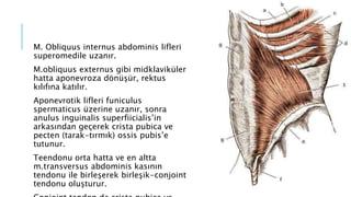 3-1-karın duvarı.pptx