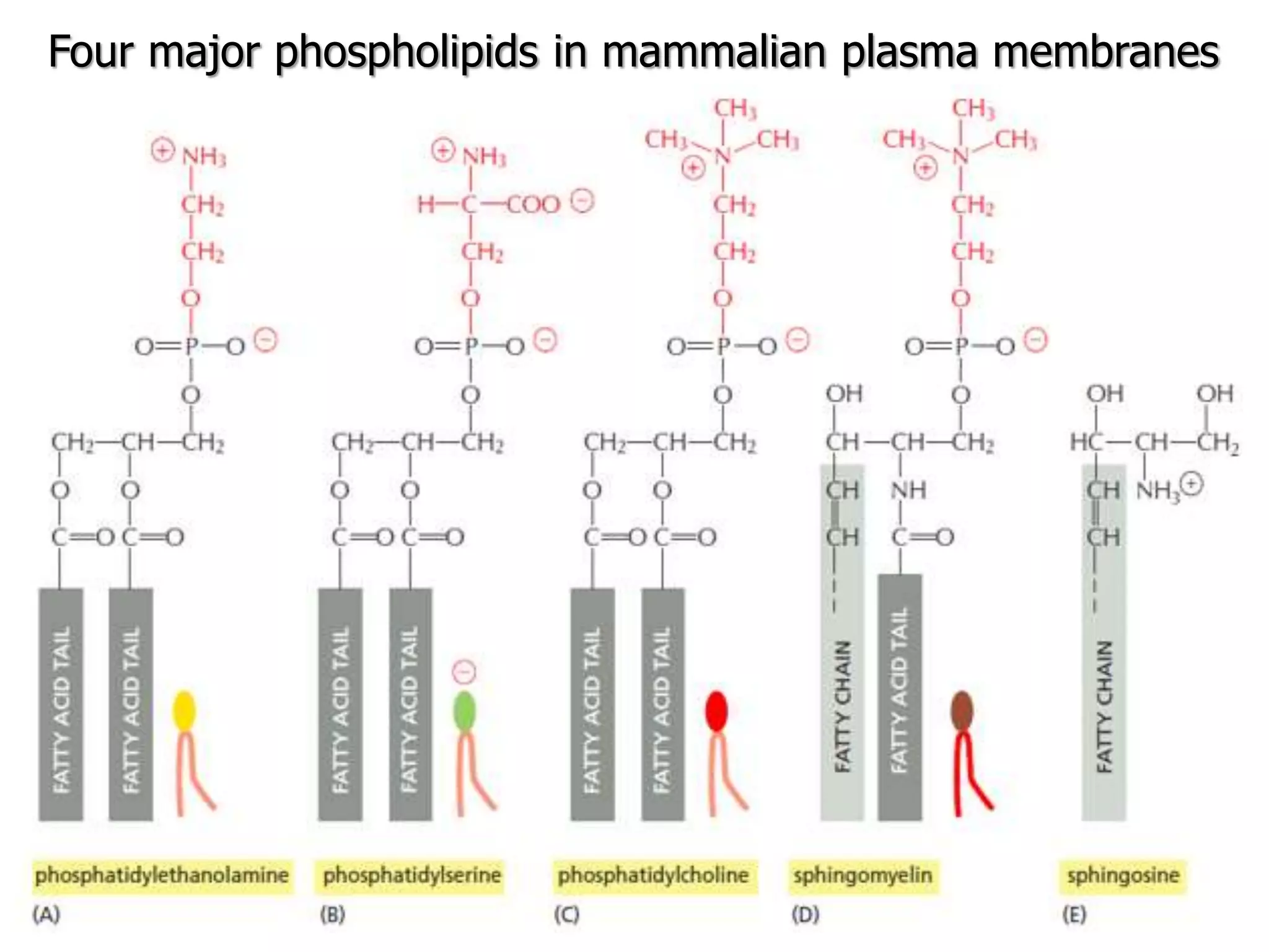 3-1-Membrane Structure.pptx