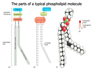 3-1-Membrane Structure.pptx