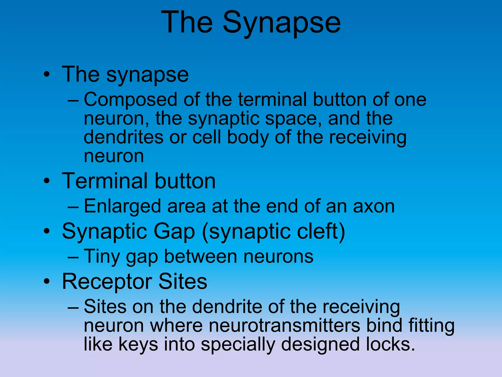 3-1-Neuron Powerpoint.ppt