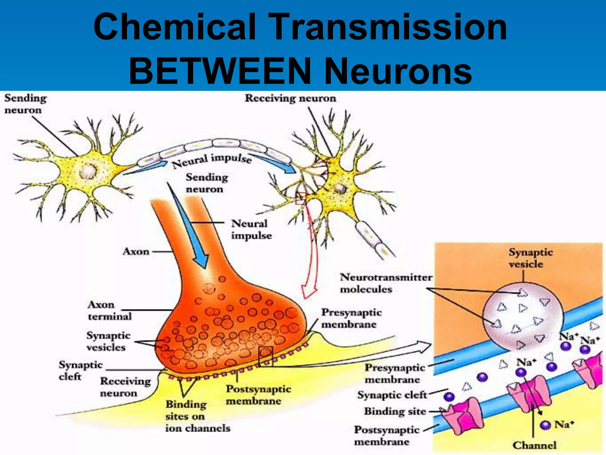 3-1-Neuron Powerpoint.ppt