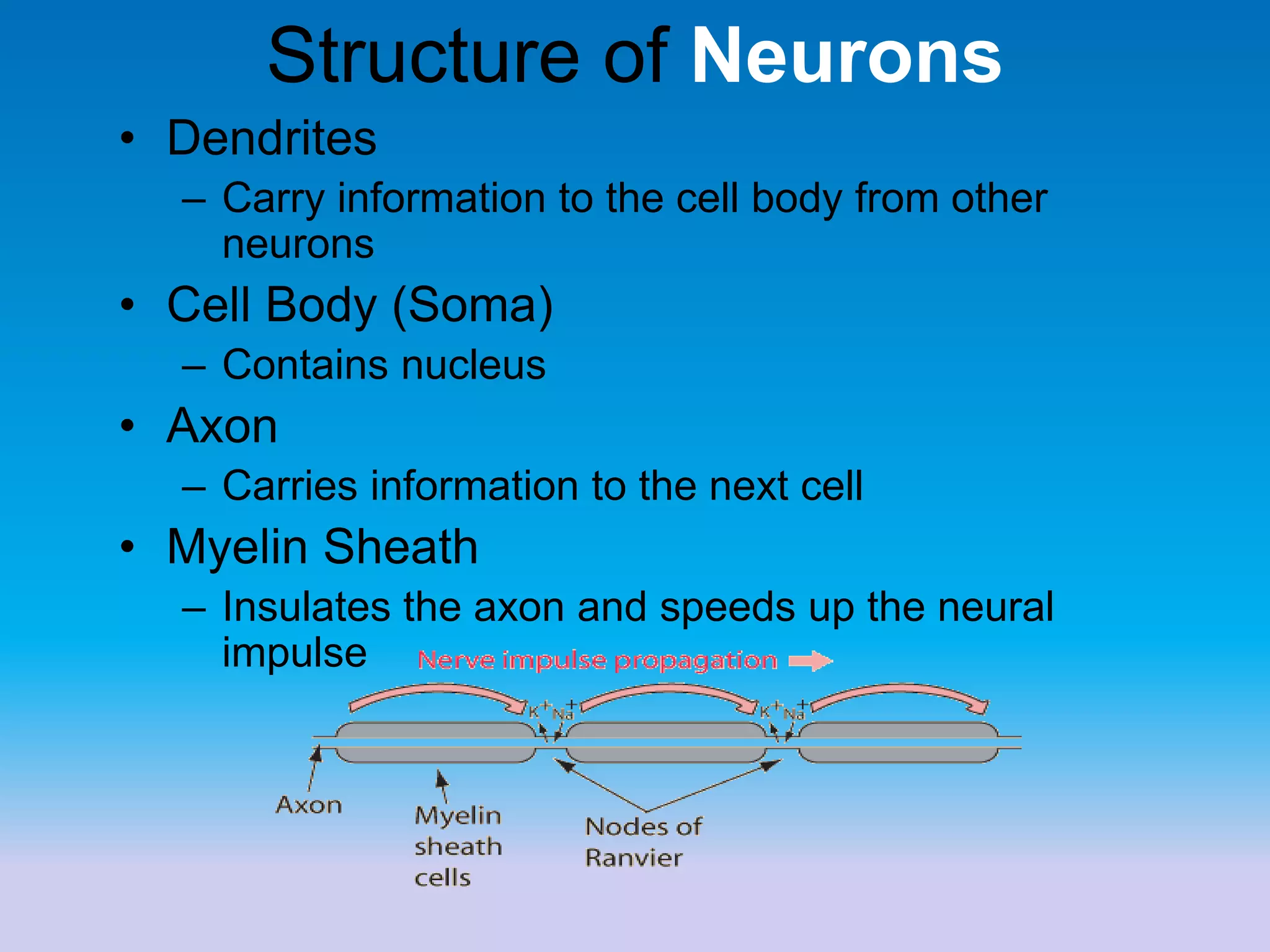 3-1-Neuron Powerpoint.ppt