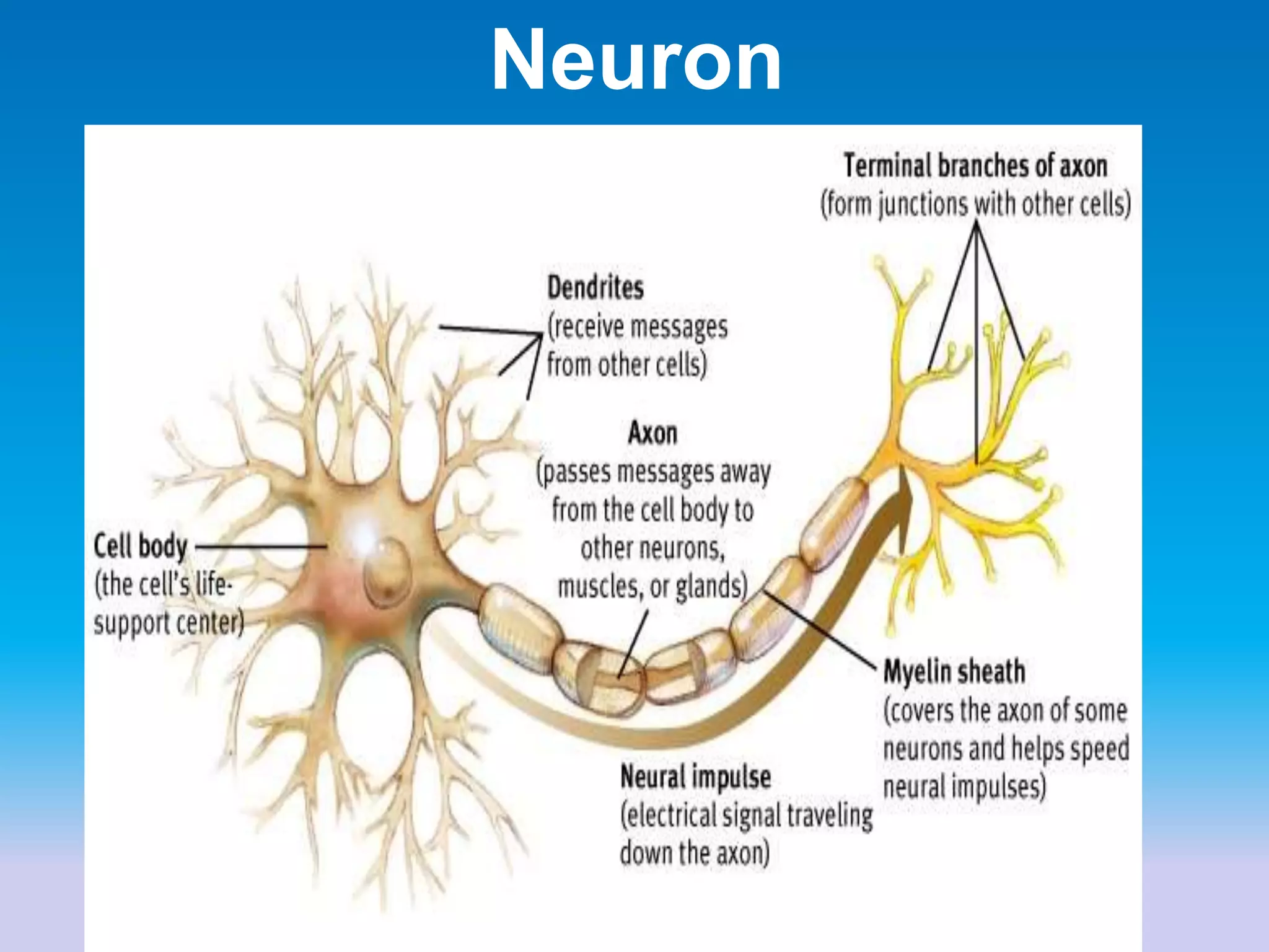 3-1-Neuron Powerpoint.ppt