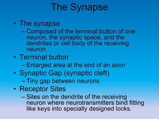 3-1-Neuron Powerpoint.ppt