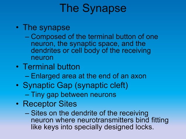 3-1-Neuron Powerpoint.ppt