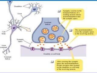 3-1-Neuron Powerpoint.ppt