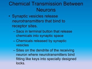 3-1-Neuron Powerpoint.ppt