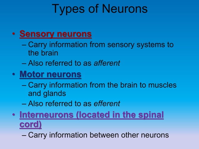 3-1-Neuron Powerpoint.ppt