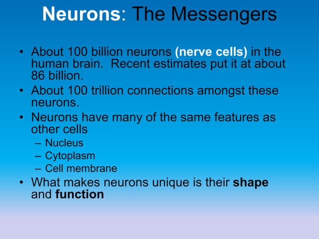 3-1-Neuron Powerpoint.ppt