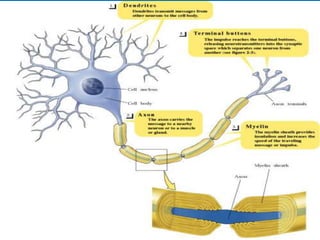 3-1-Neuron Powerpoint.ppt