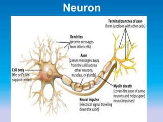 3-1-Neuron Powerpoint.ppt