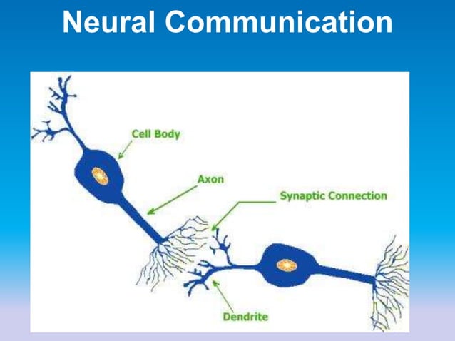 3-1-Neuron Powerpoint.ppt