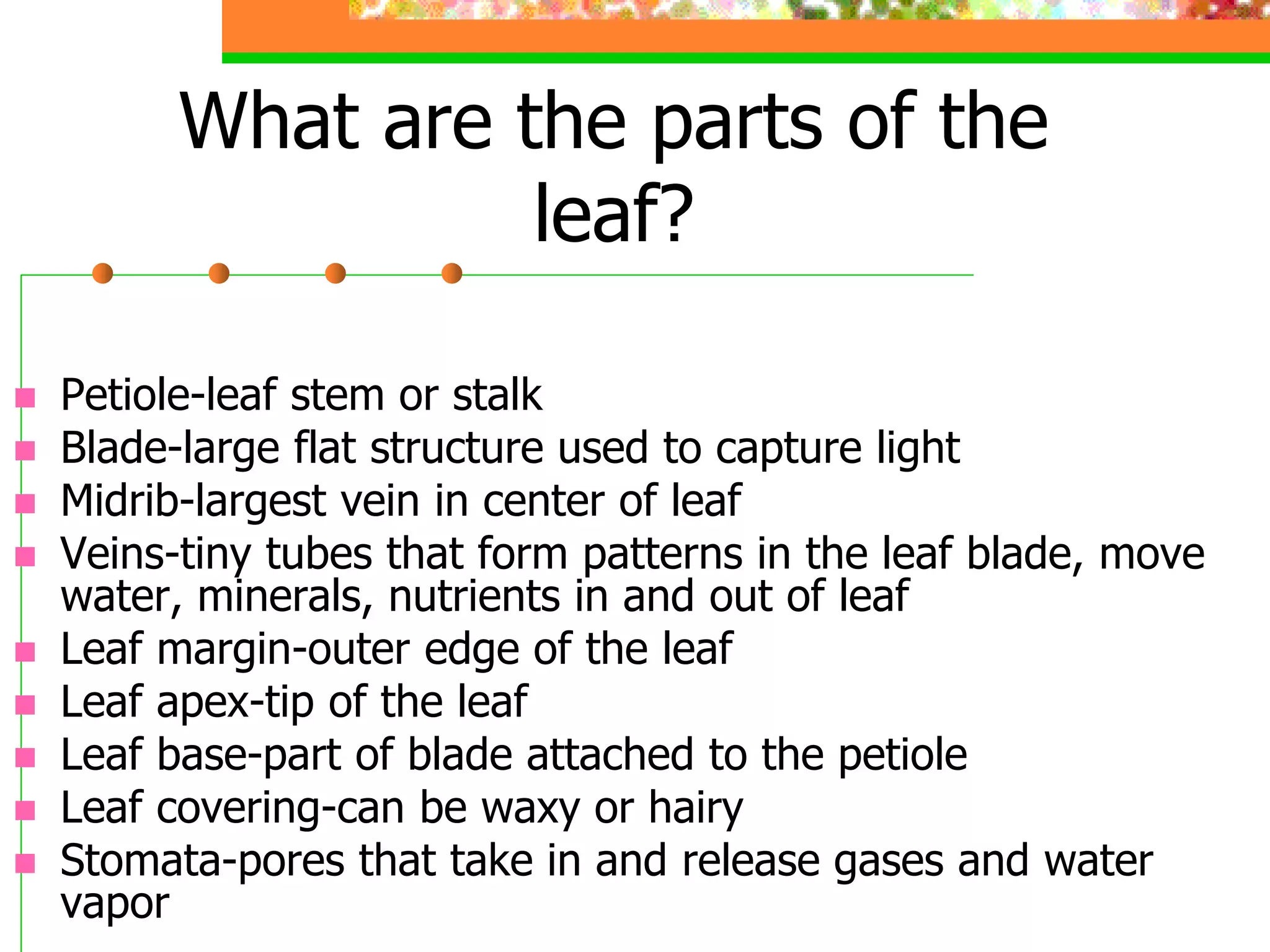 3 1-plant structural anatomy and physiology | PDF