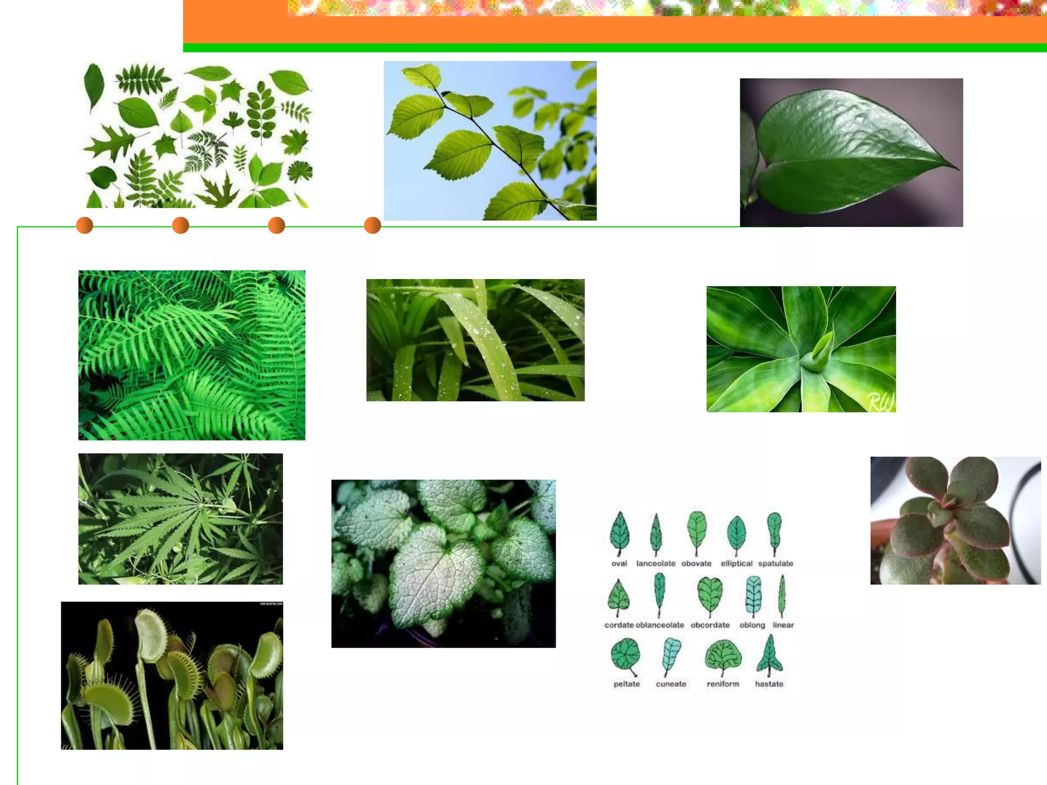 3 1-plant structural anatomy and physiology | PDF