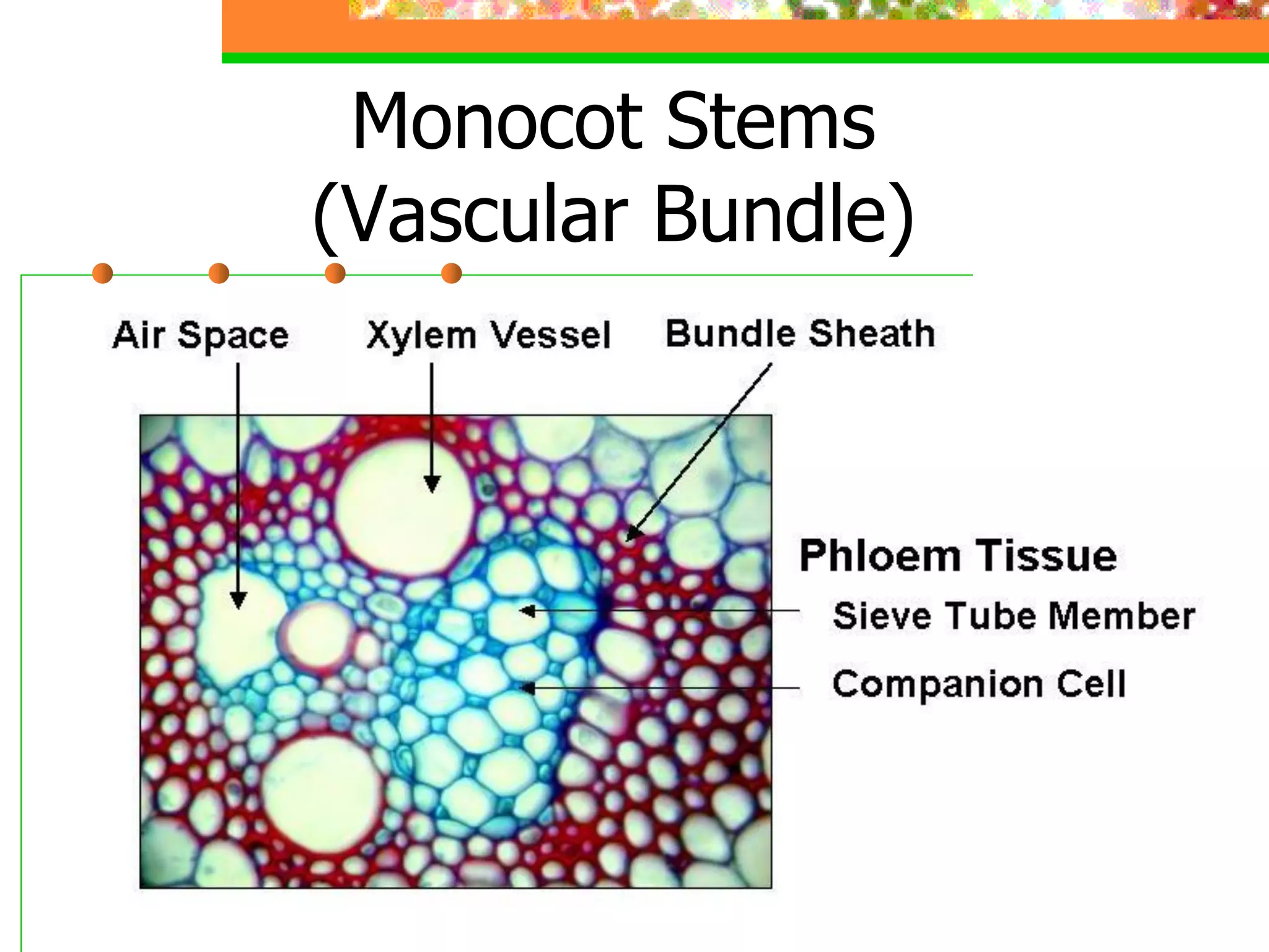 3 1-plant structural anatomy and physiology | PPT