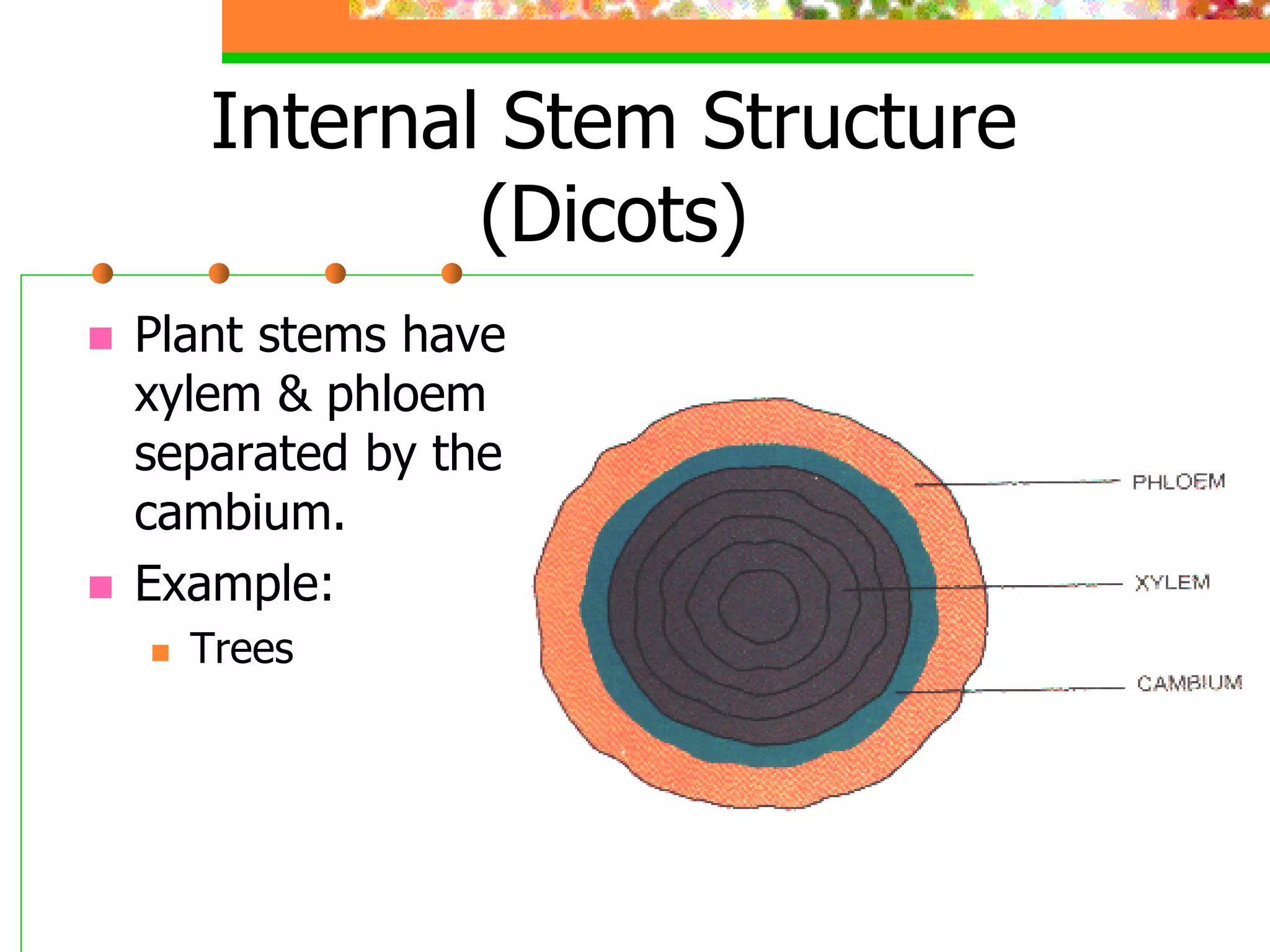 3 1-plant structural anatomy and physiology | PDF