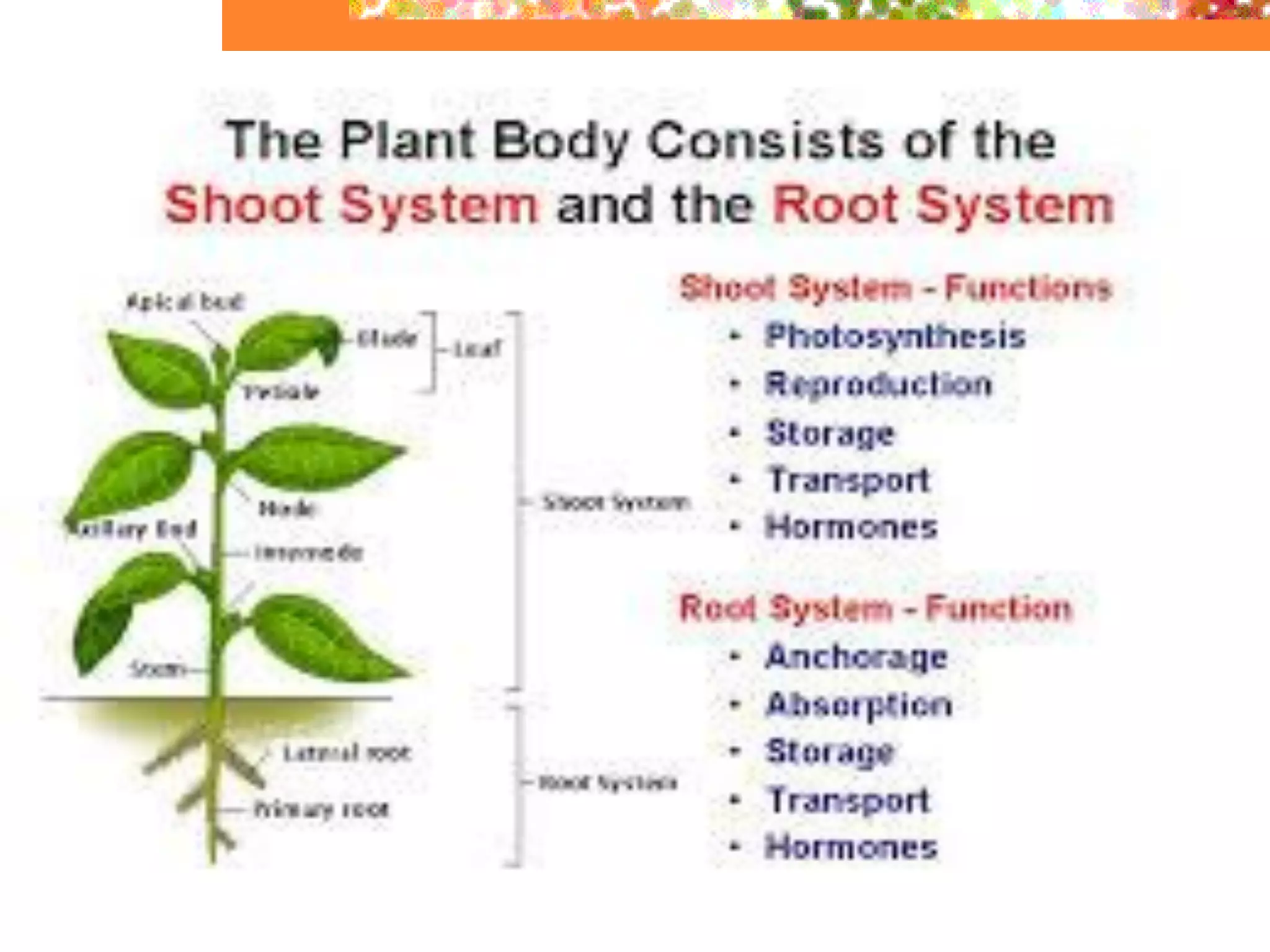3 1-plant structural anatomy and physiology | PDF