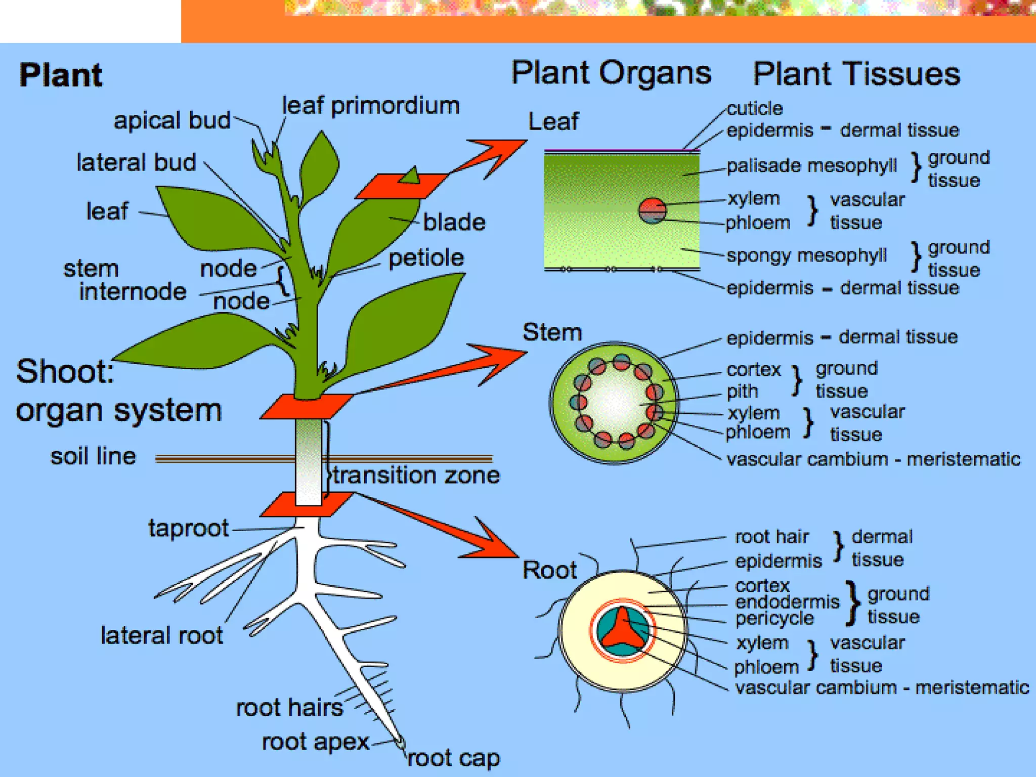 3 1-plant structural anatomy and physiology | PDF