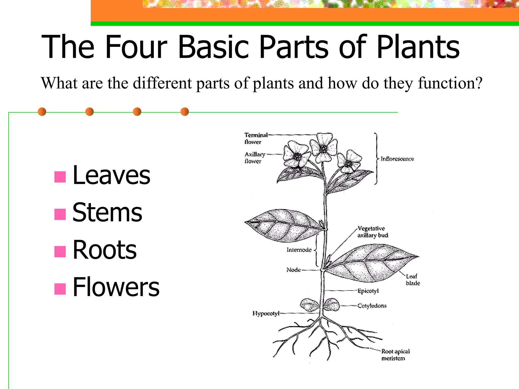 3 1-plant structural anatomy and physiology | PDF