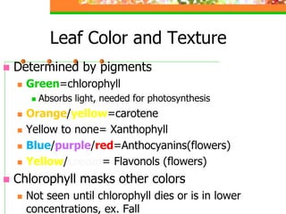 3 1-plant structural anatomy and physiology | PDF