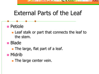 3 1-plant structural anatomy and physiology | PDF