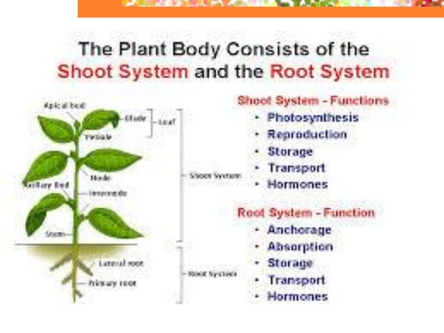 3 1-plant structural anatomy and physiology | PDF