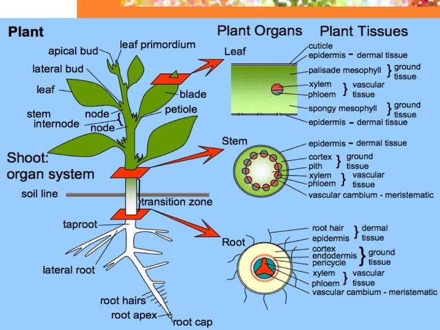 3 1-plant structural anatomy and physiology | PDF