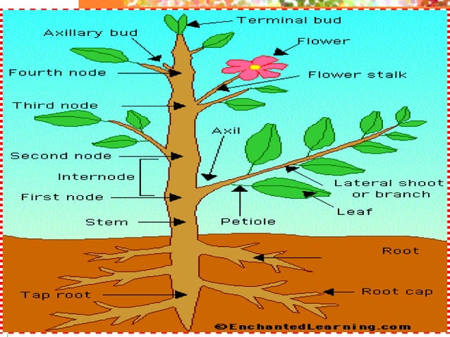 3 1-plant structural anatomy and physiology | PDF