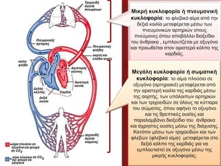 Μεταφορά και αποβολή ουσιών στον άνθρωπο | PDF