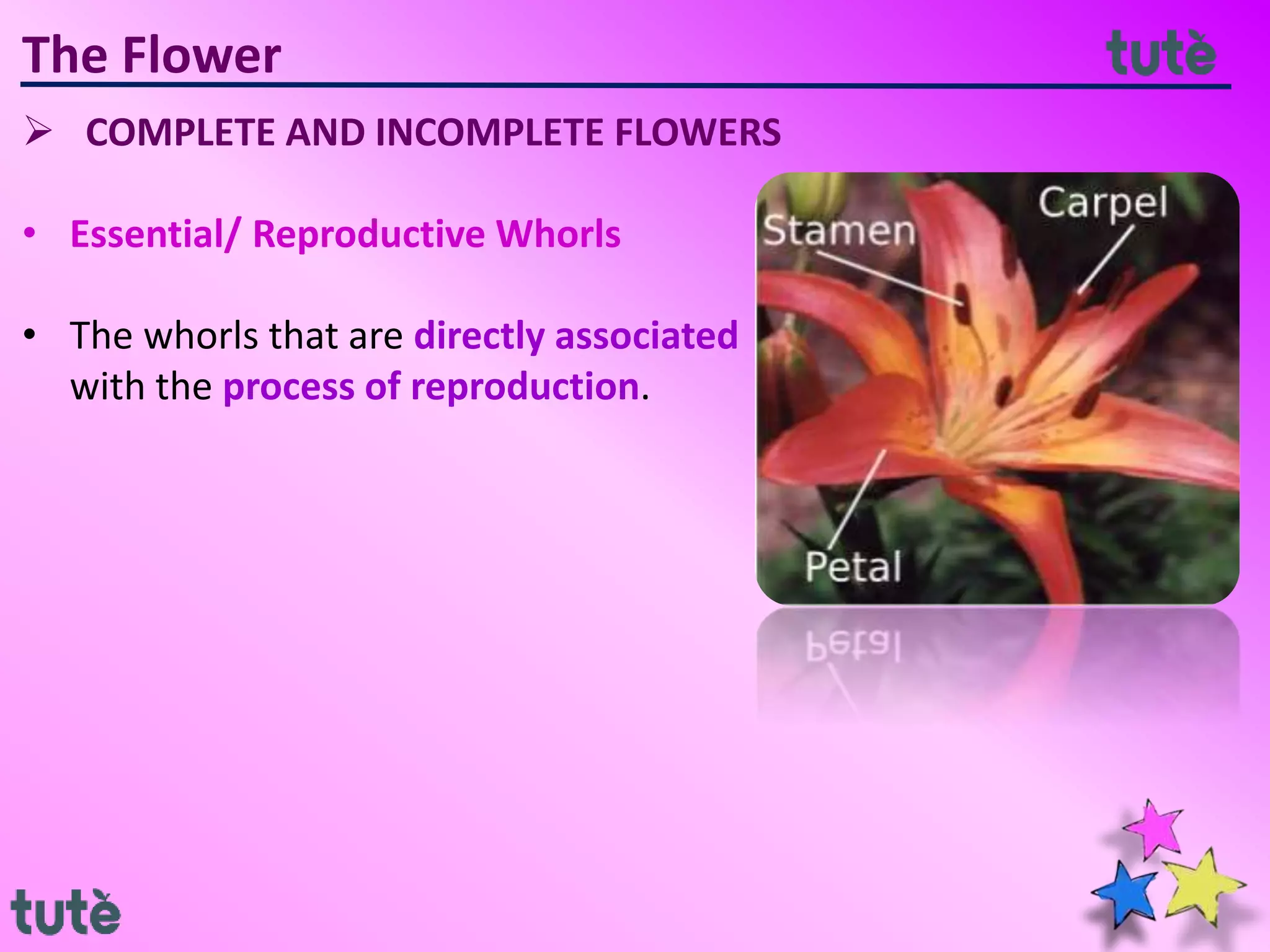 12th - the flower - biology | PPTX