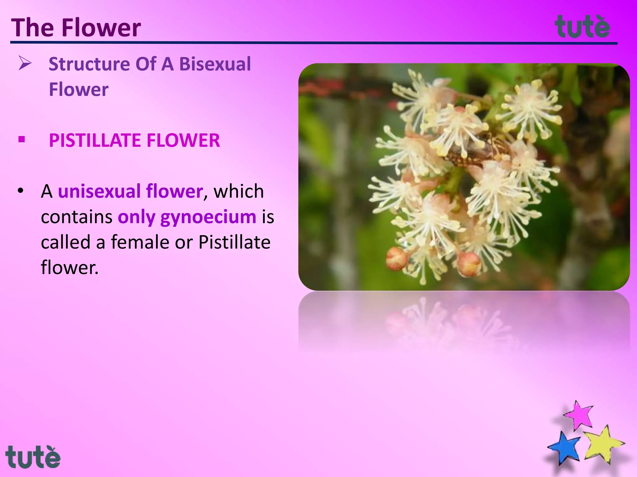 12th - the flower - biology | PPTX