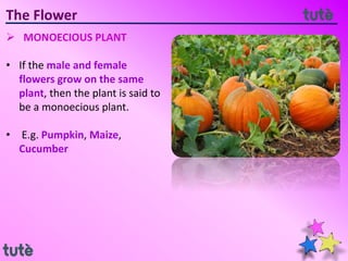 12th - the flower - biology | PPTX