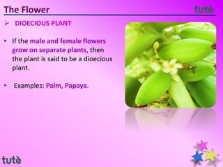 12th - the flower - biology | PPTX