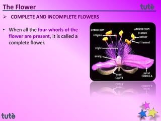 12th - the flower - biology | PPTX