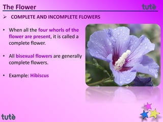 12th - the flower - biology | PPTX