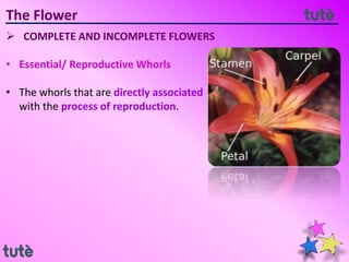 12th - the flower - biology | PPTX