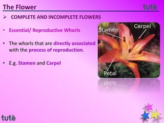 12th - the flower - biology | PPTX