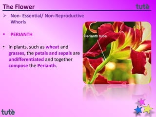 12th - the flower - biology | PPTX