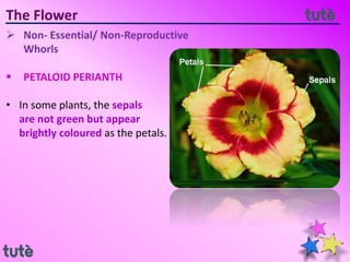 12th - the flower - biology | PPTX