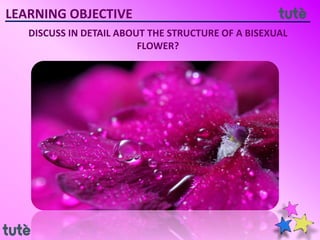 12th - the flower - biology | PPTX