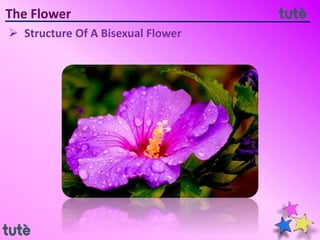 12th - the flower - biology | PPTX