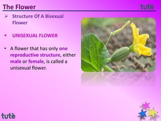 12th - the flower - biology | PPTX