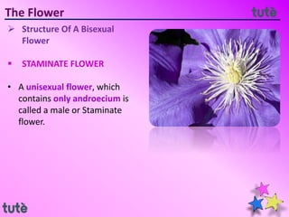 12th - the flower - biology | PPTX